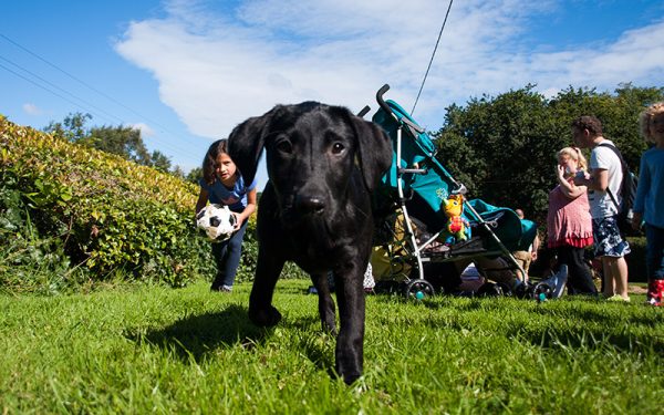 Puppy Play - Streamvale Open Farm