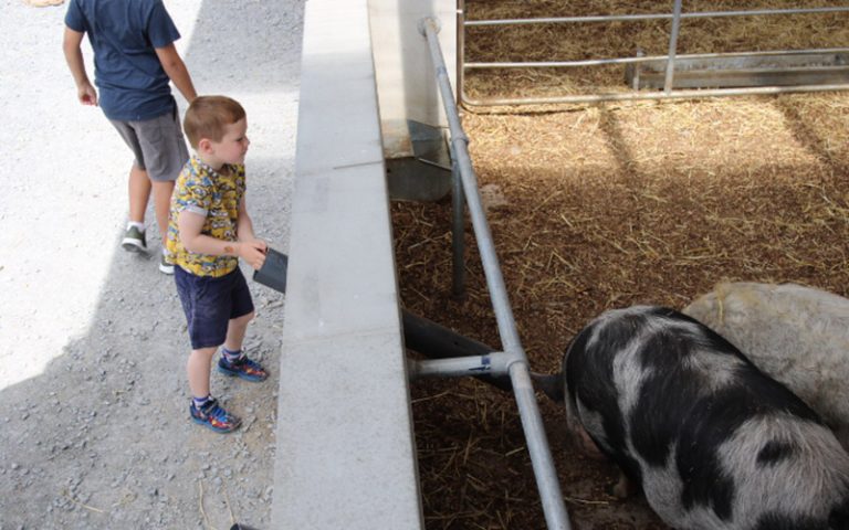 Things to do - Streamvale Open Farm