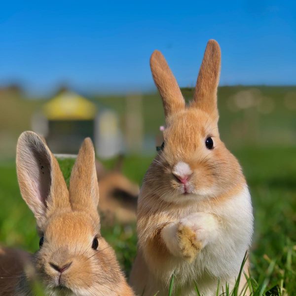 Streamvale Farm - Streamvale Open Farm