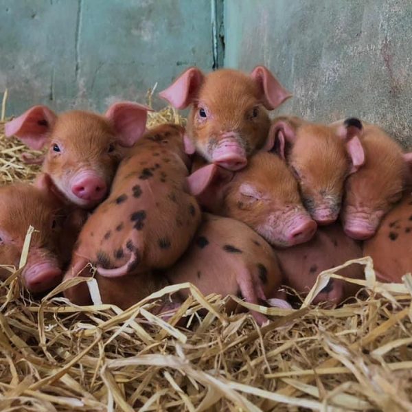 Streamvale Farm - Streamvale Open Farm