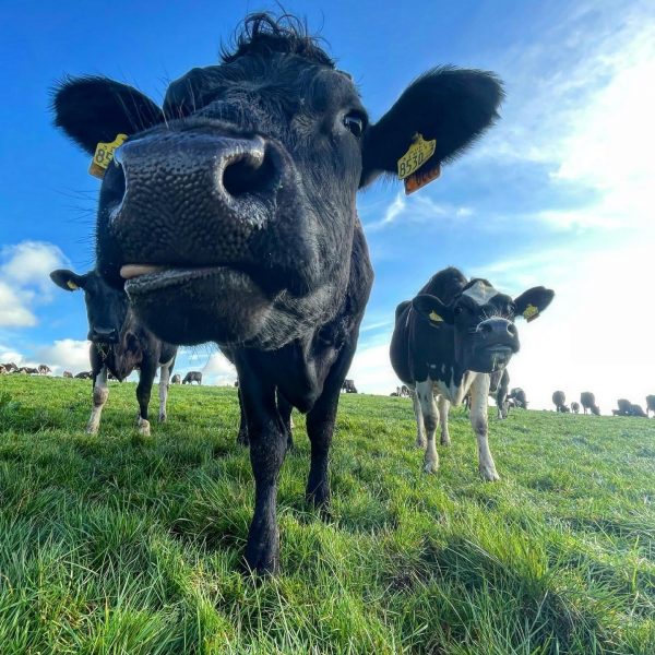 Streamvale Farm - Streamvale Open Farm