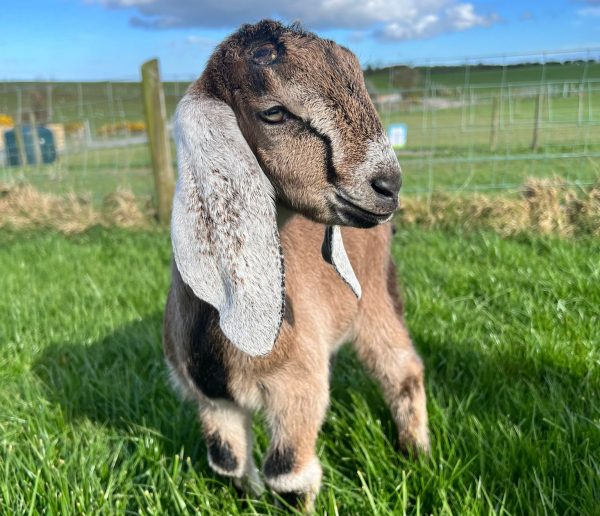 News - Streamvale Open Farm