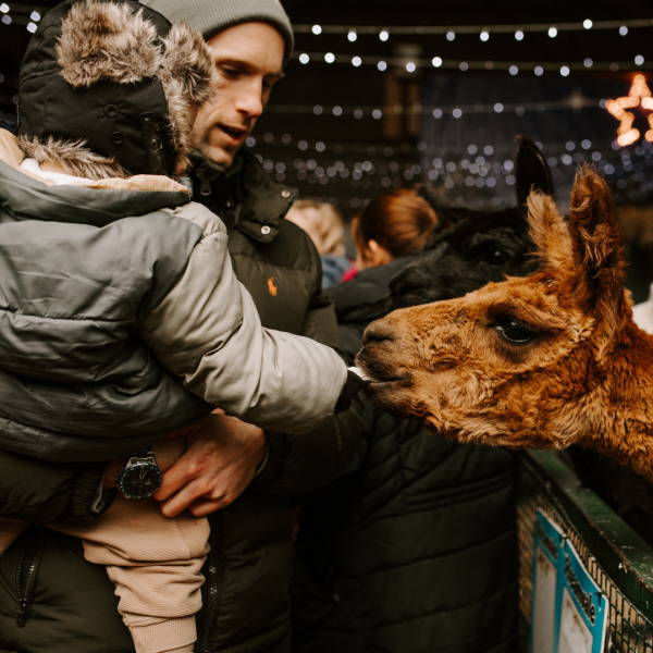 Magical Christmas Experience - Streamvale Open Farm